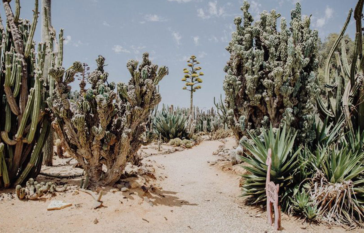 Cactus Country – The Balcony Garden