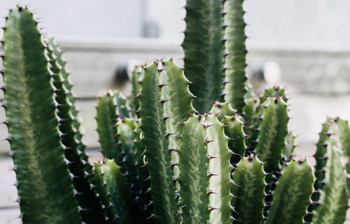 Plant Profile – Cowboy Cactus (Euphorbia) – The Balcony Garden