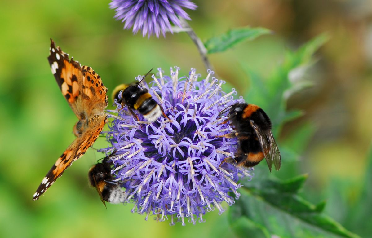 The Unsung Heroes of Your Garden: Plant Pollinators – The Balcony Garden