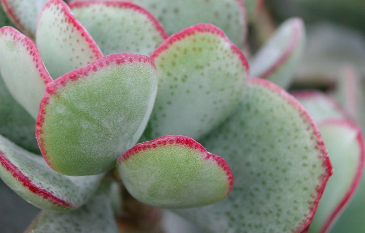 Caring for Your Crassula' Blue Bird' – The Balcony Garden