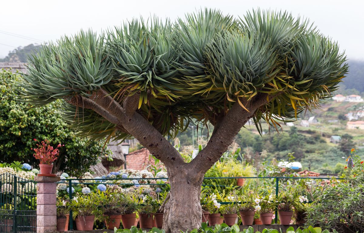 Statement Trees for a Waterwise Garden – The Balcony Garden