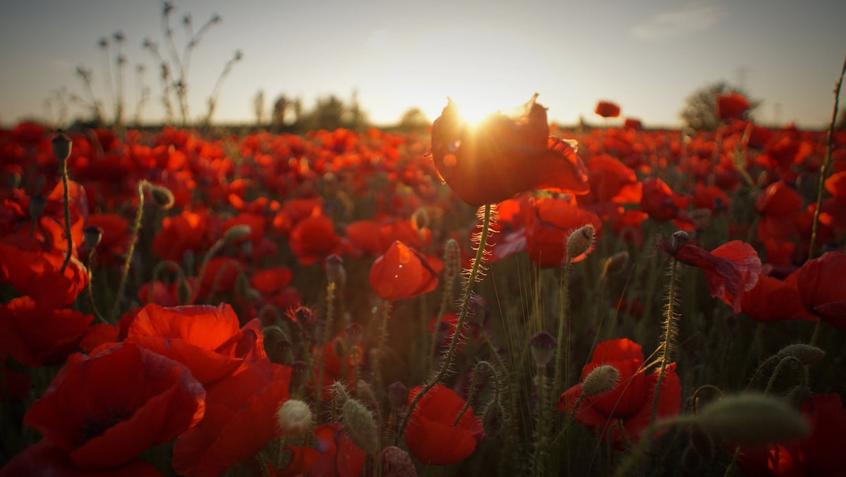 ANZAC DAY – a poppy for remembrance – The Balcony Garden