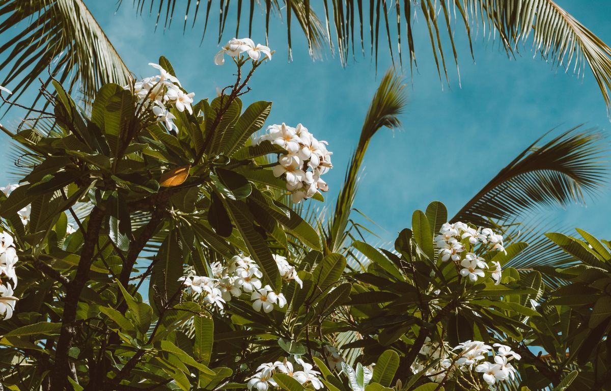 Frangipani Tree A Brief Look Into Plumeria Plants: Origins, Care Tips,