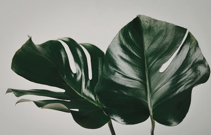 Plant Profile: Monstera Deliciosa – The Balcony Garden