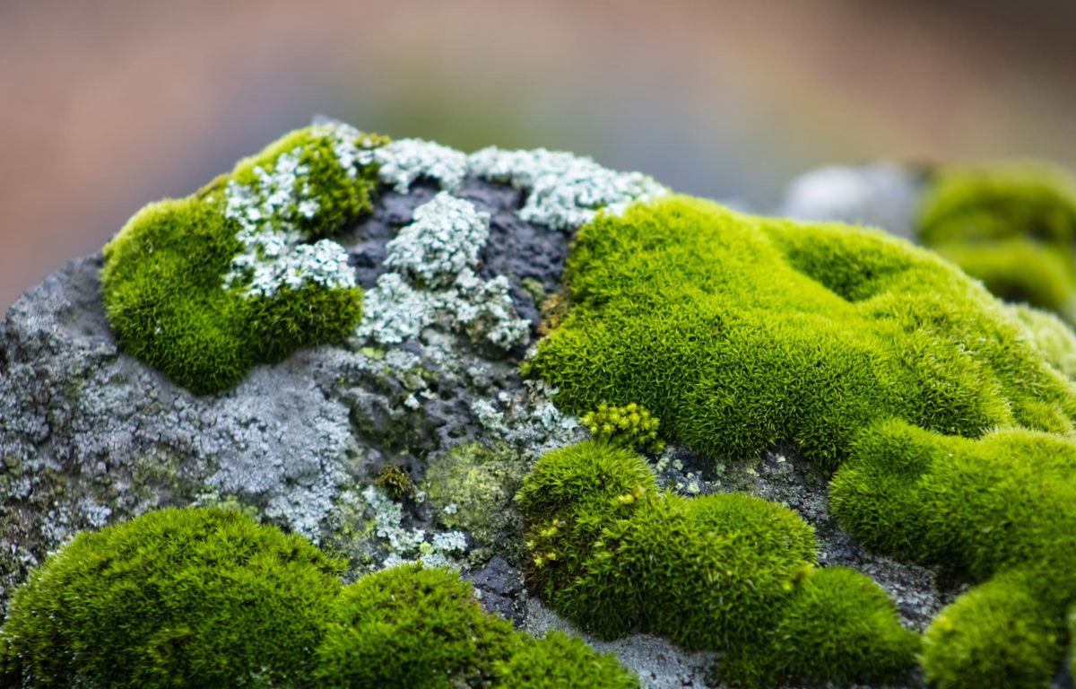 Exploring The Adaptability of Moss – The Balcony Garden