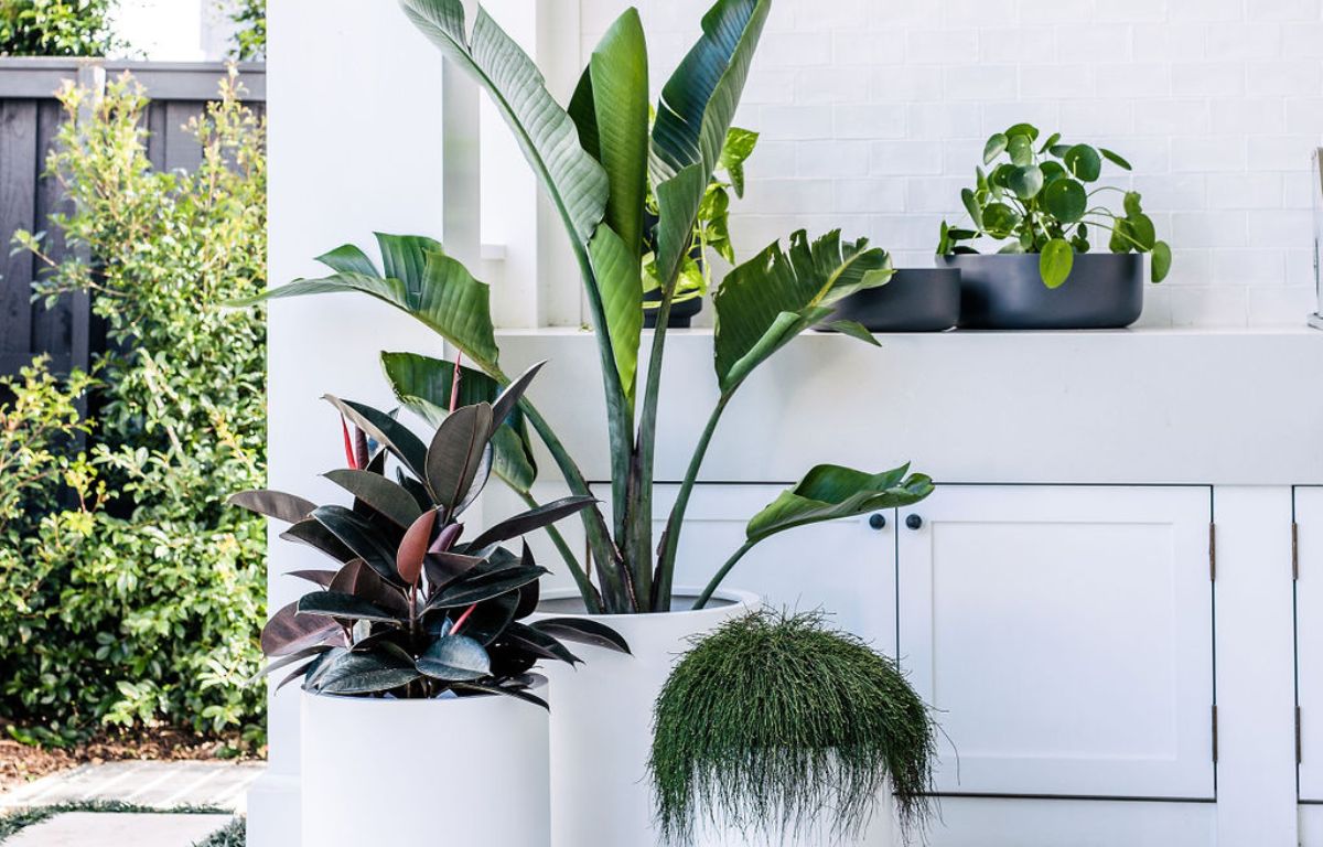 Plant Sizes 101: A Guide To Choosing Small, Medium and Large Plants ...