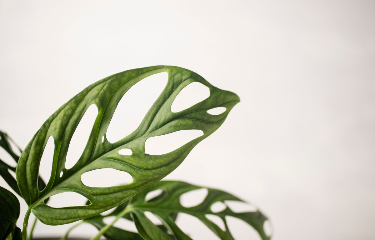 Plant Profile: Monstera Obliqua – The Balcony Garden
