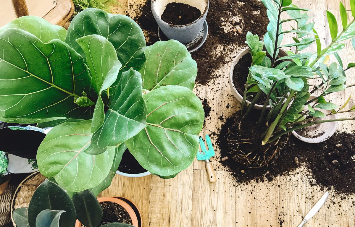 How to Pot a Plant - The Ultimate Slugg® Guide – The Balcony Garden