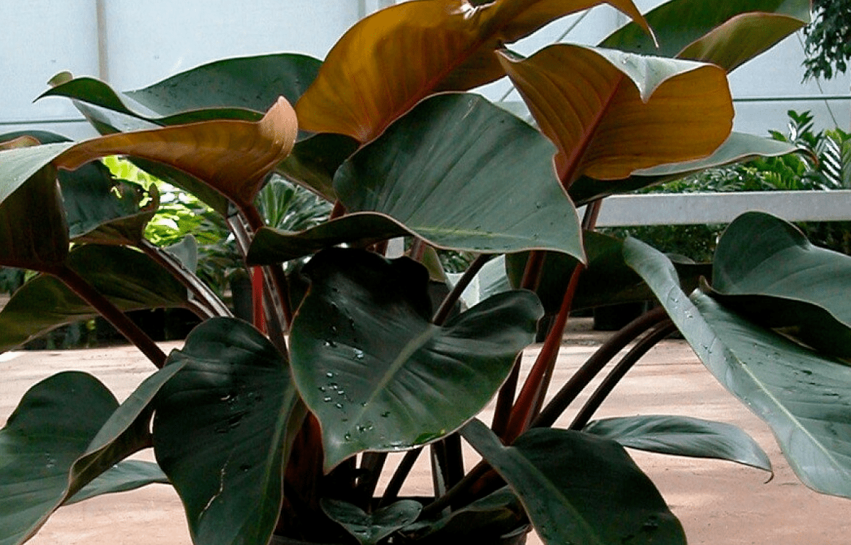 Plant Profile: Philodendron Rojo Congo – The Balcony Garden