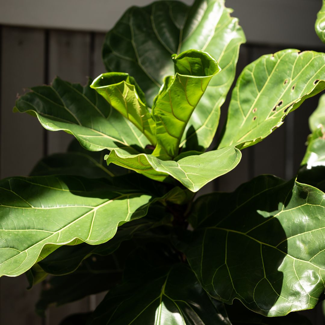 Fiddle Leaf Fig (Ficus lyrata) – The Balcony Garden