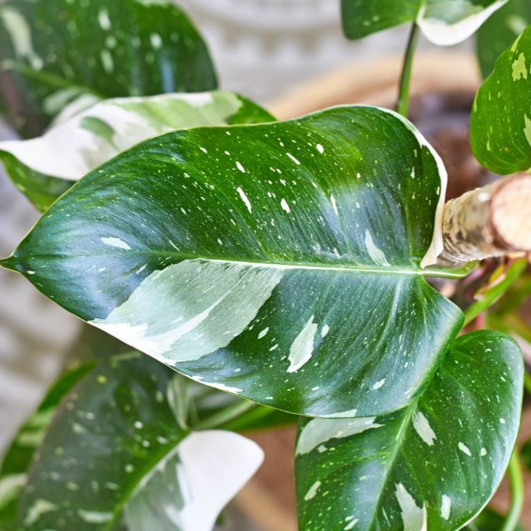 White Princess (Philodendron erubescens) – The Balcony Garden