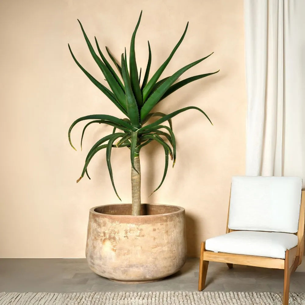Tree Hugger – The Balcony Garden