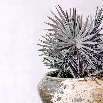 Chad Thai Planter – The Balcony Garden