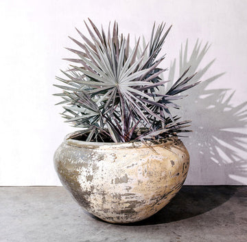 Chad Thai Planter – The Balcony Garden